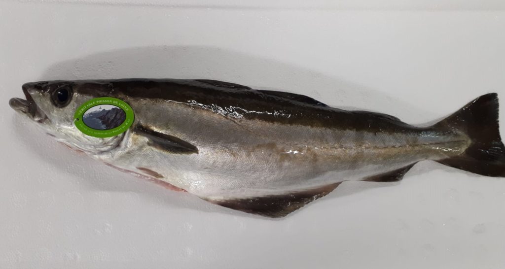 Lieu Jaune entier vidé 1,5/3kg pièce - Viviers d'Audierne