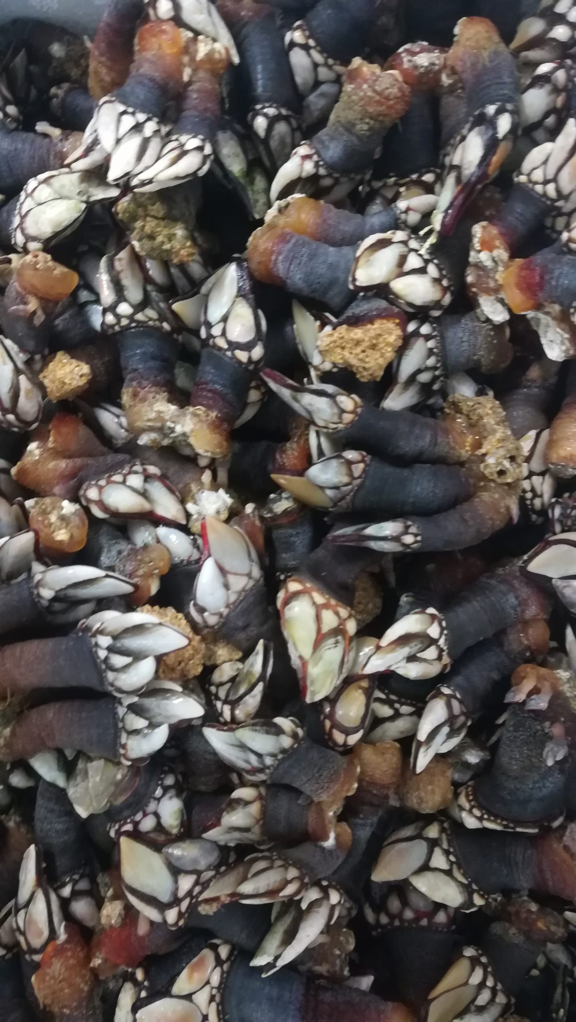 Pouce-Pied Breton colis de 1 kg - Viviers d'Audierne