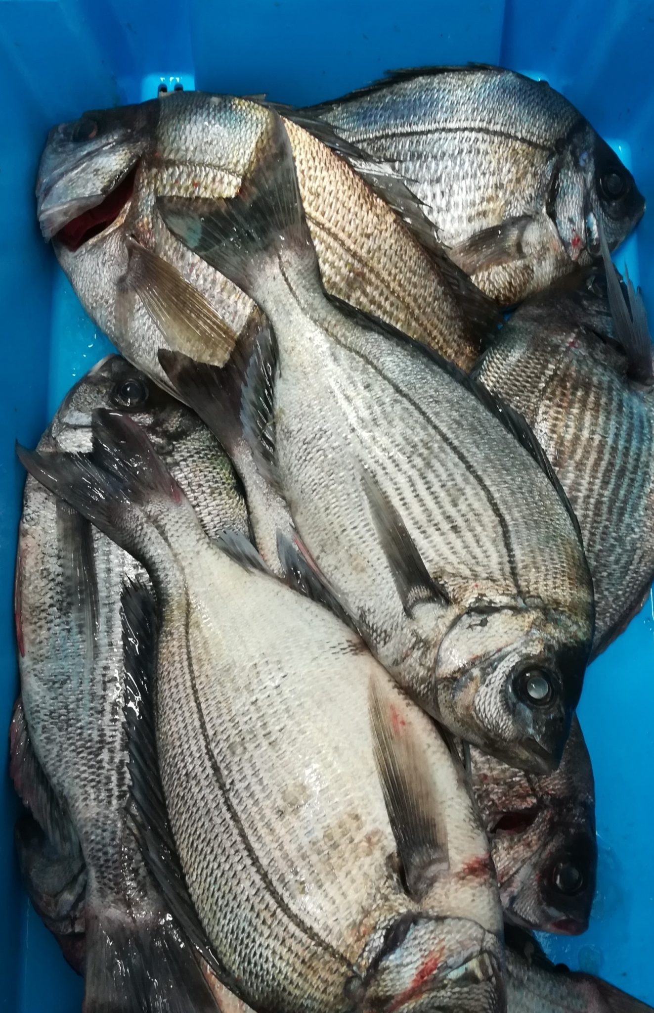 Dorade Grise 300gr/500gr pièce - Viviers d'Audierne