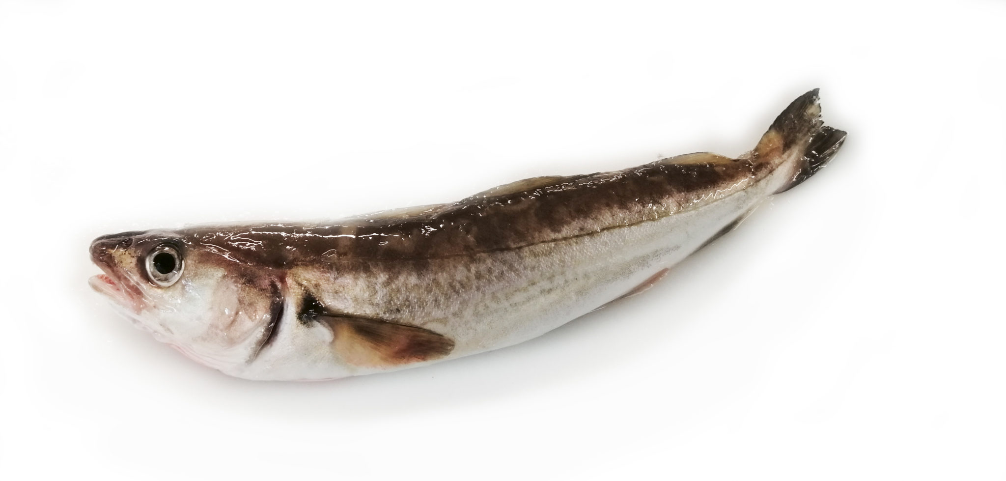 Merlan de ligne 500/1000 gr pièce - Viviers d'Audierne