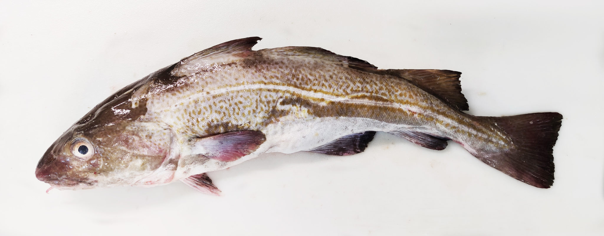 Poissons - Viviers d'Audierne - Mareyeur en Bretagne